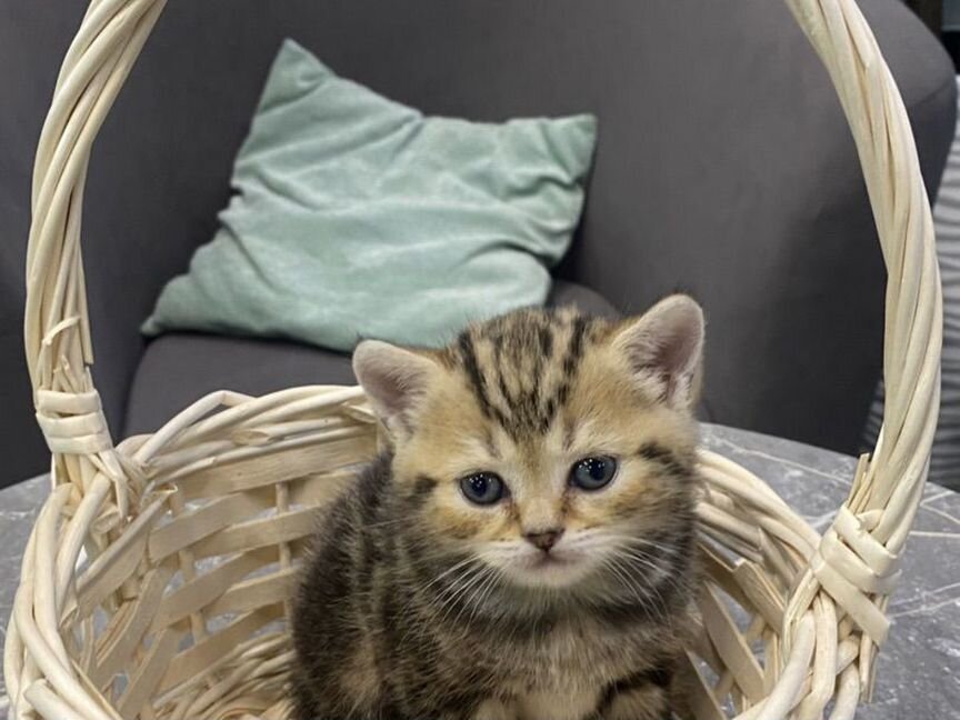 Шотландский, прямоухий котенок