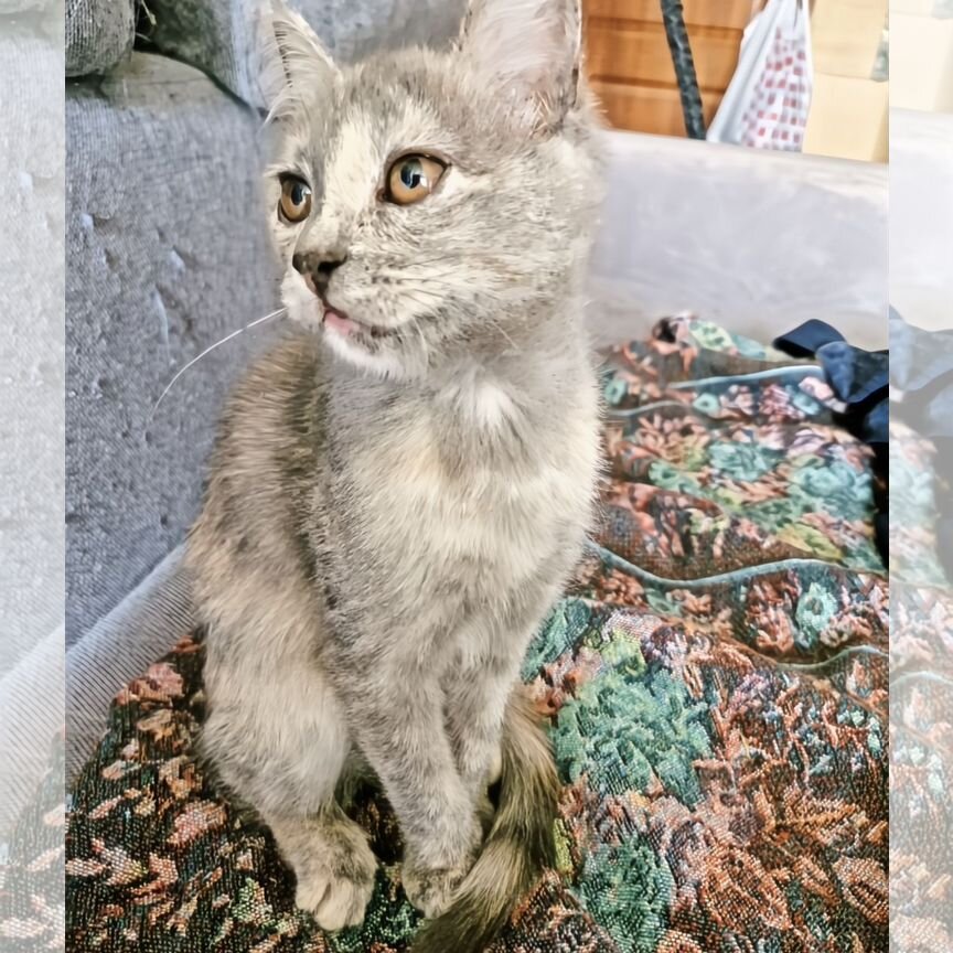 Котёнок в добрые руки