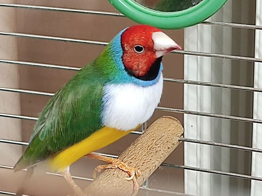 Амадины гульда