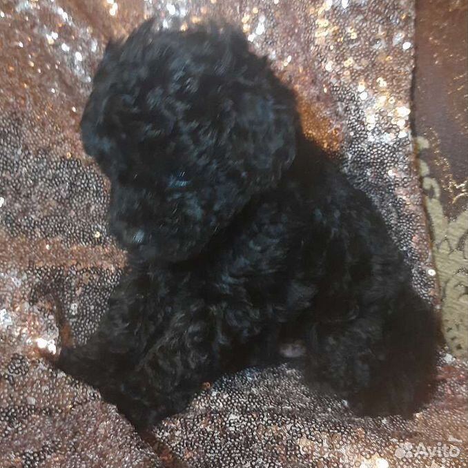 Щенки той пудель mini