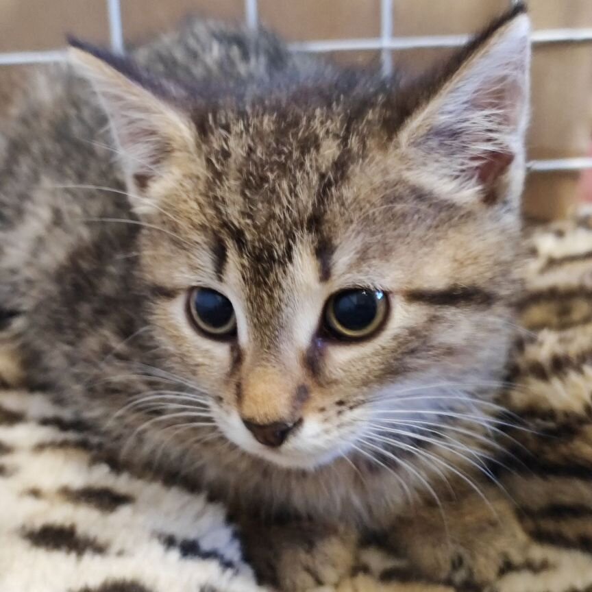 Котенок девочка ищет семью 2 месяца