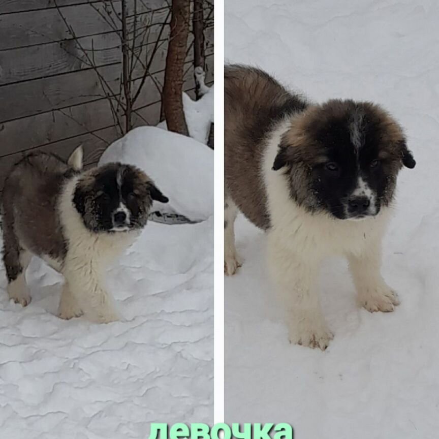 Московская сторожевая, щенок