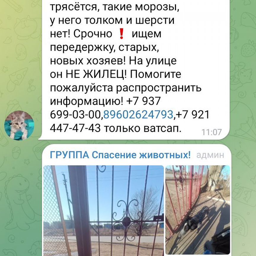 Собака курцхаар. В добрые руки