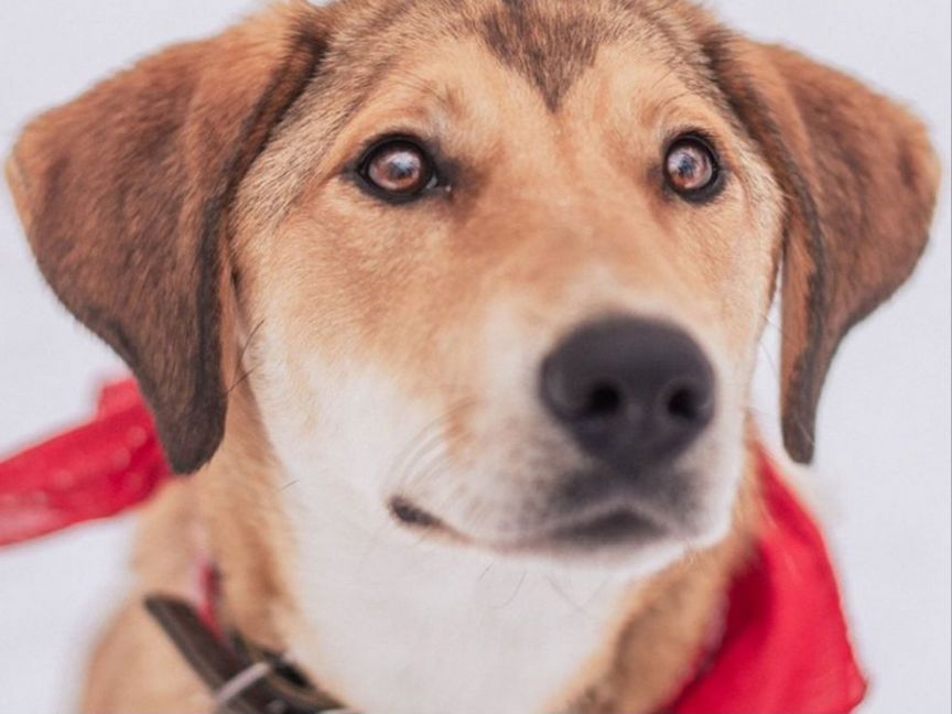 Собака в добрые руки отдам бесплатно