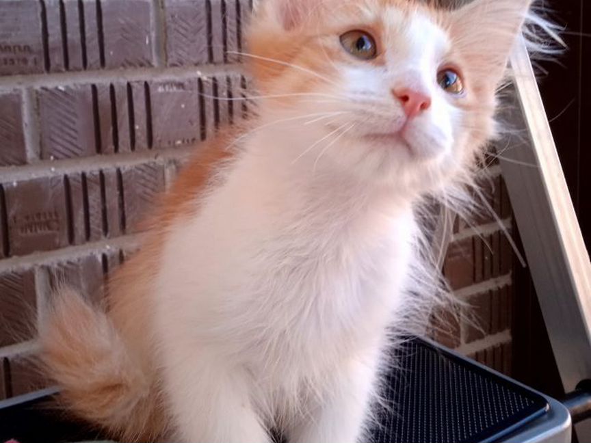 Котенок ищет дом