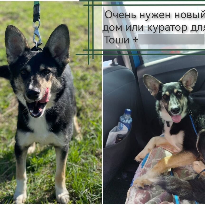 Шанс не попасть в приют.Тоша 1год