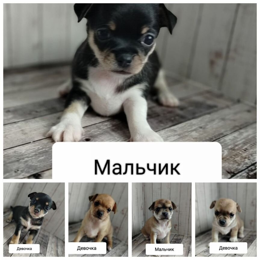 Продажа щенков чихуахуа