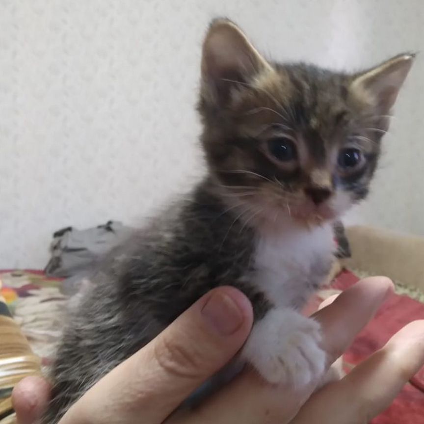 Отдаем прекрасных котят