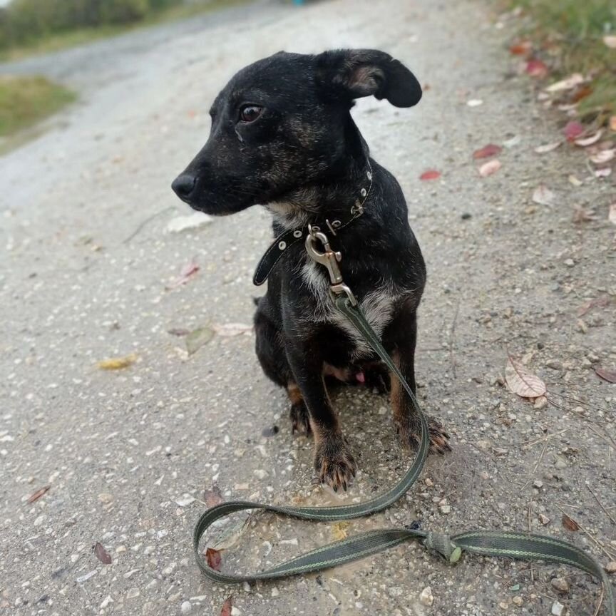 Маленький Шмель