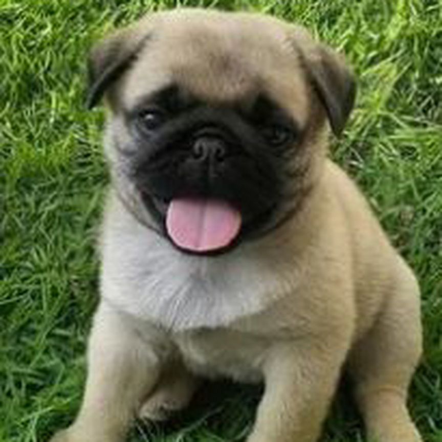 Щенки мопса