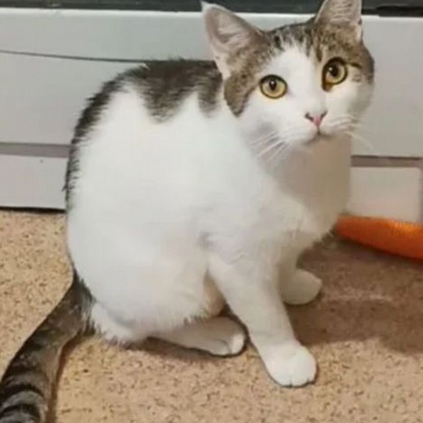 Взрослая кошка в добрые руки