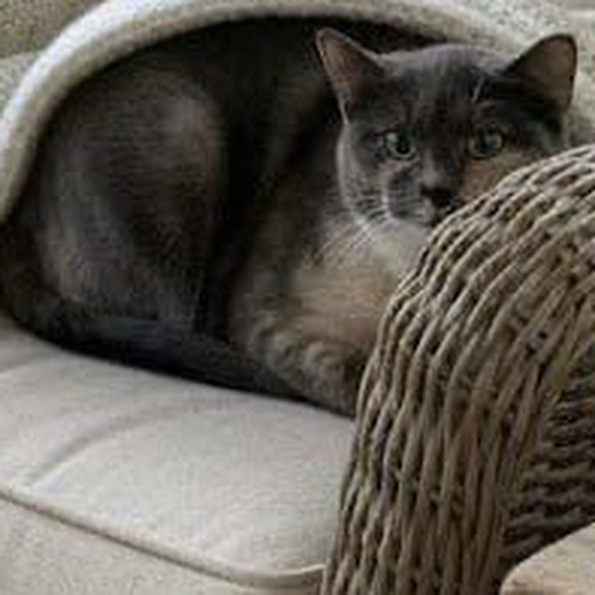 Котёнок от частного владельца