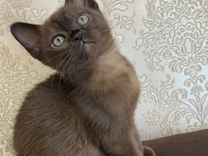 Бурманская