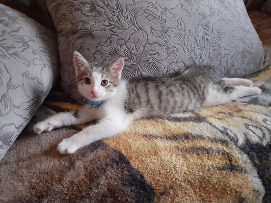 Кошки