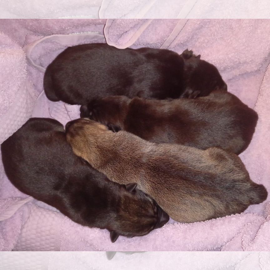 Восточносибирская лайка, щенок