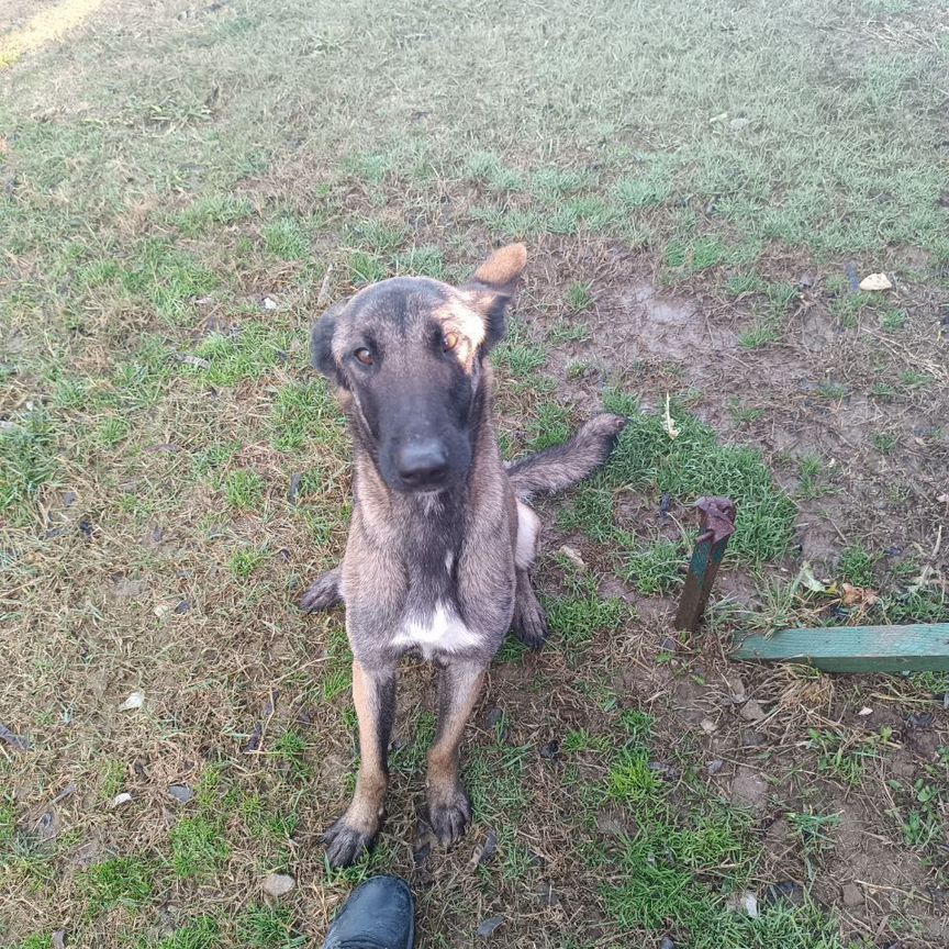 Бельгийская овчарка 1,5 года - в добрые руки