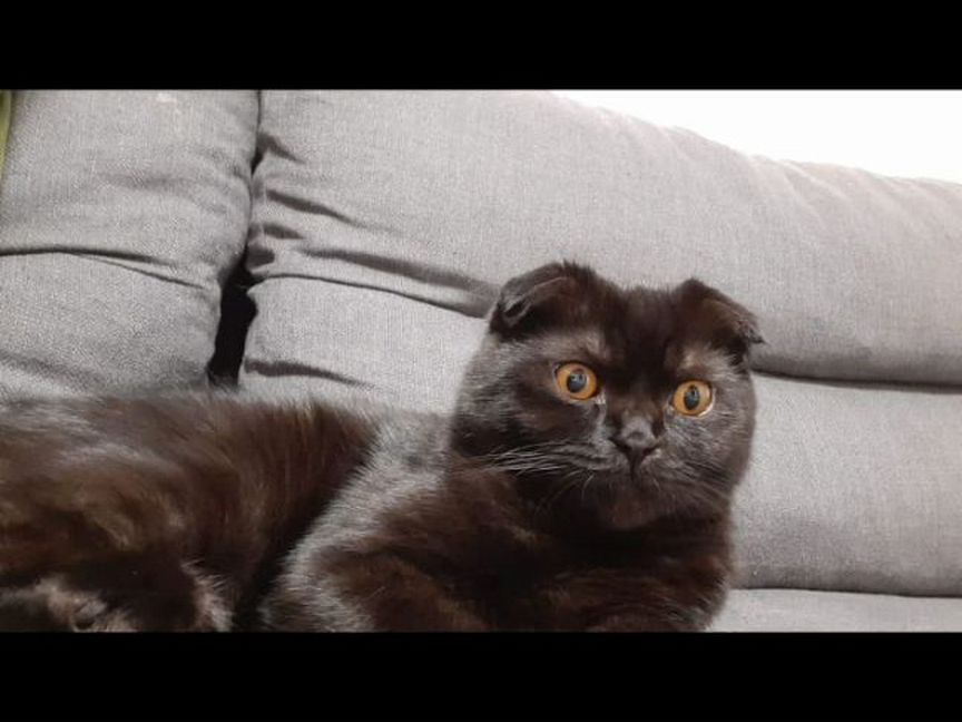 Кот
