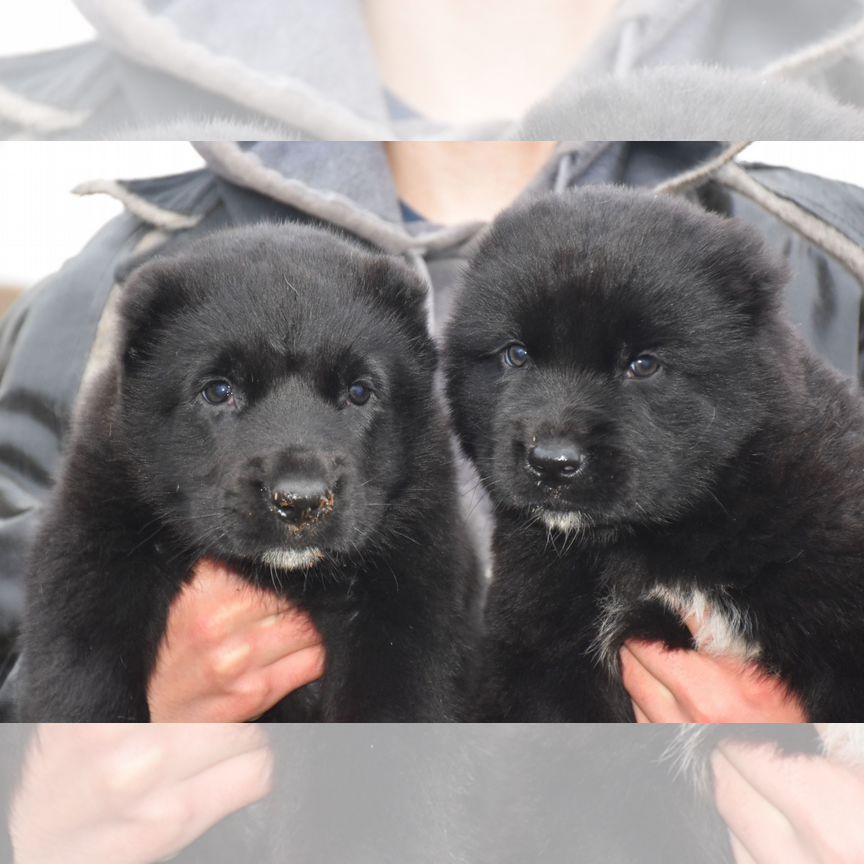 Среднеазиатская овчарка, щенок