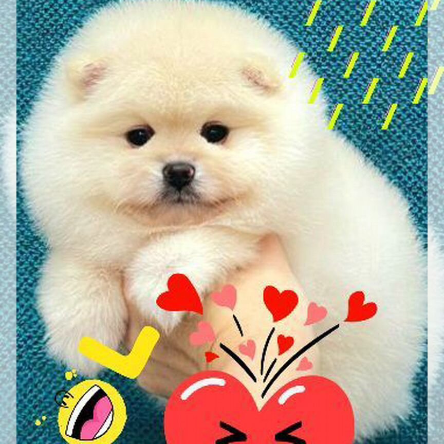 Померанский шпиц, щенок