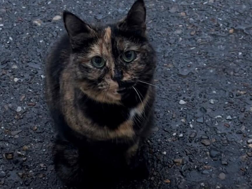 Трехцветная кошечка