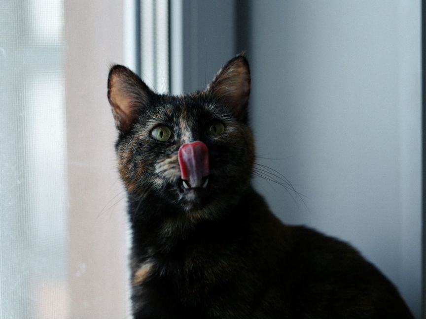 Трехцветная кошка