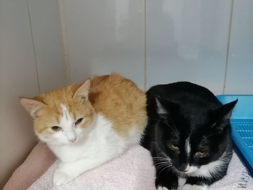 Кошки в добрые руки