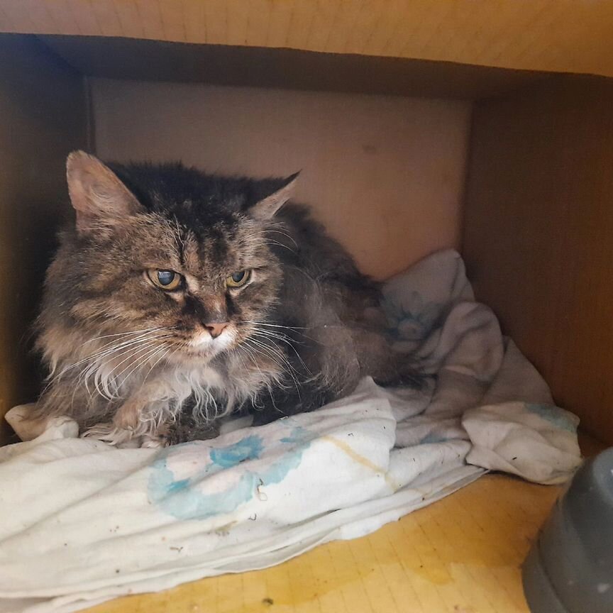 Нужна помощь кошке