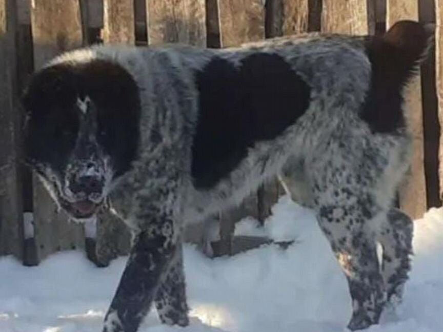 Туркменский алабай щенки