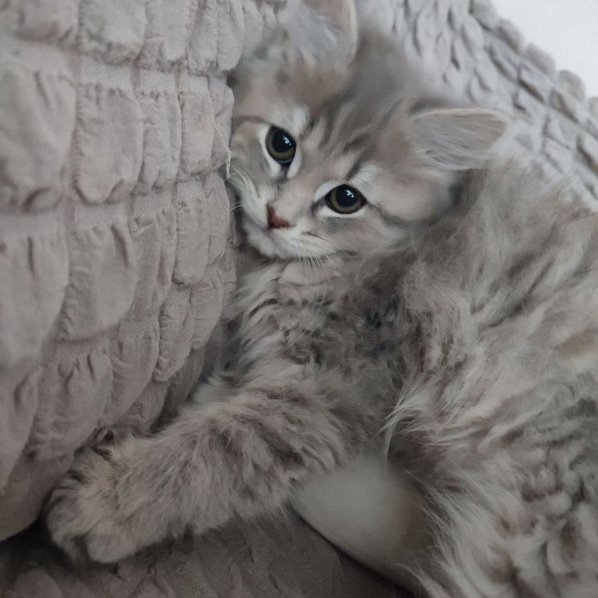 Девочка в добрые руки