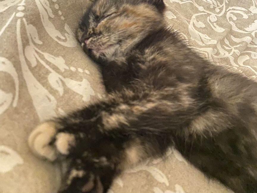 Котенка в добрые руки