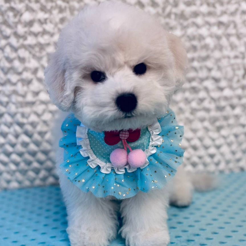 Бишон фризе, щенок