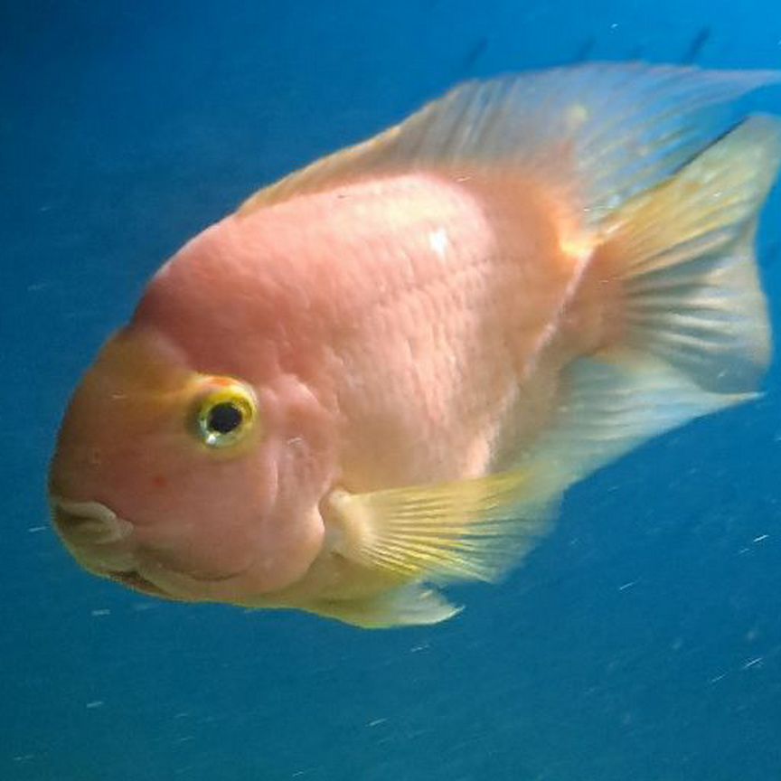 Цихлида попугай