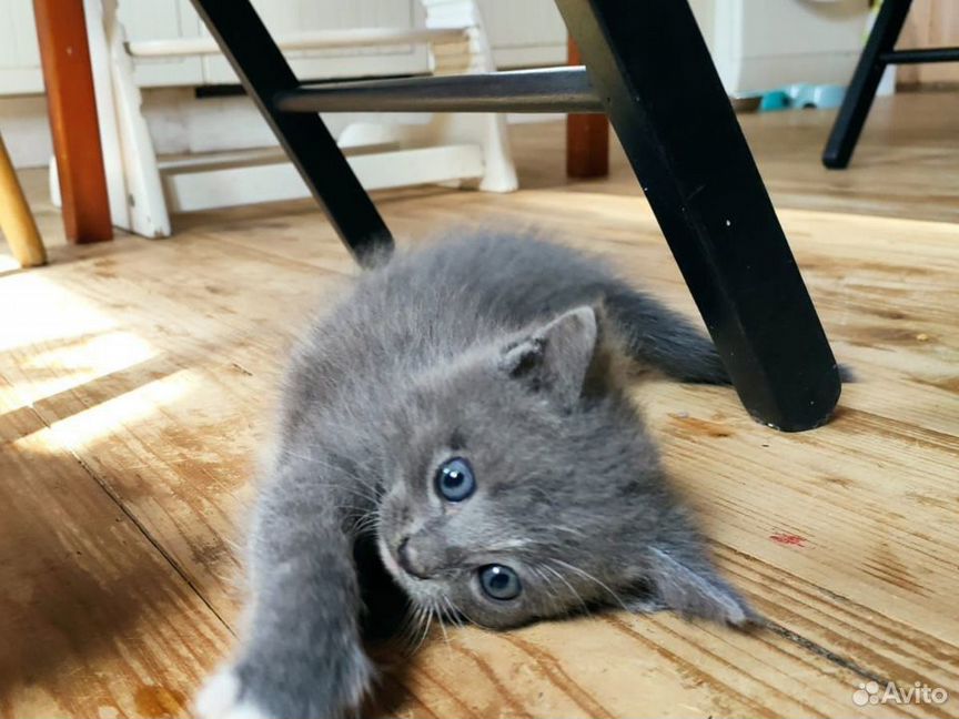 Котята русской голубой
