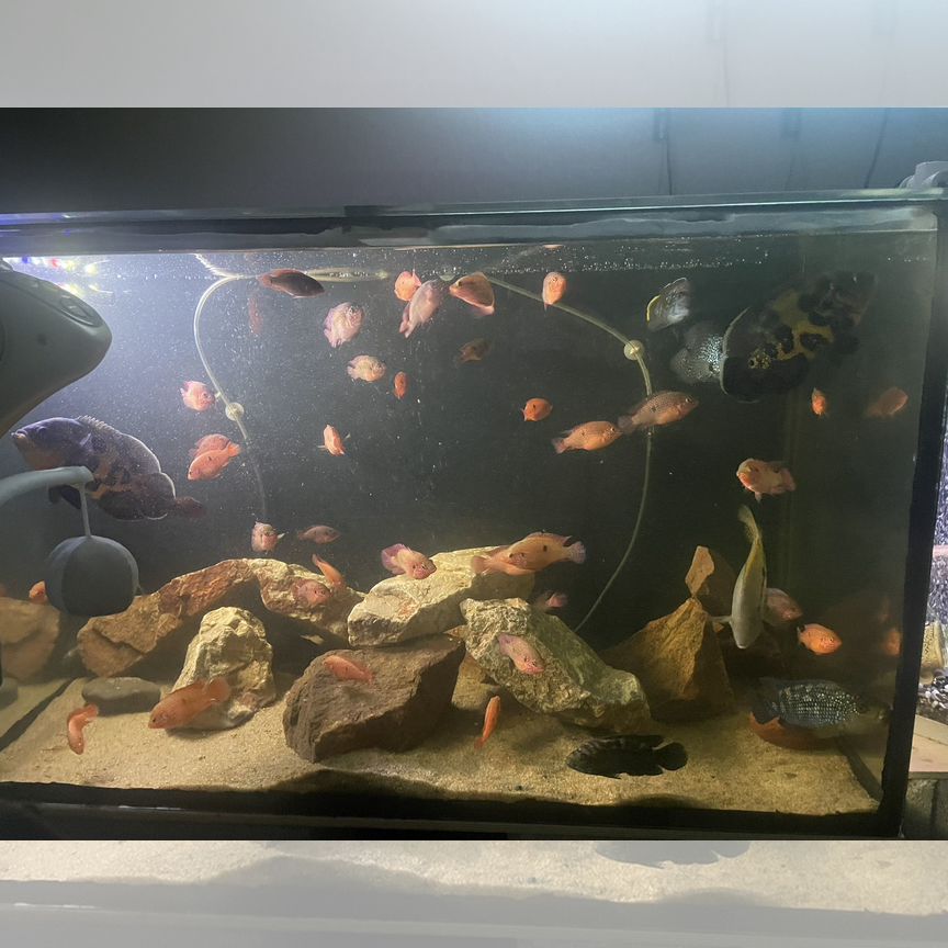 Аквариум и рыбки