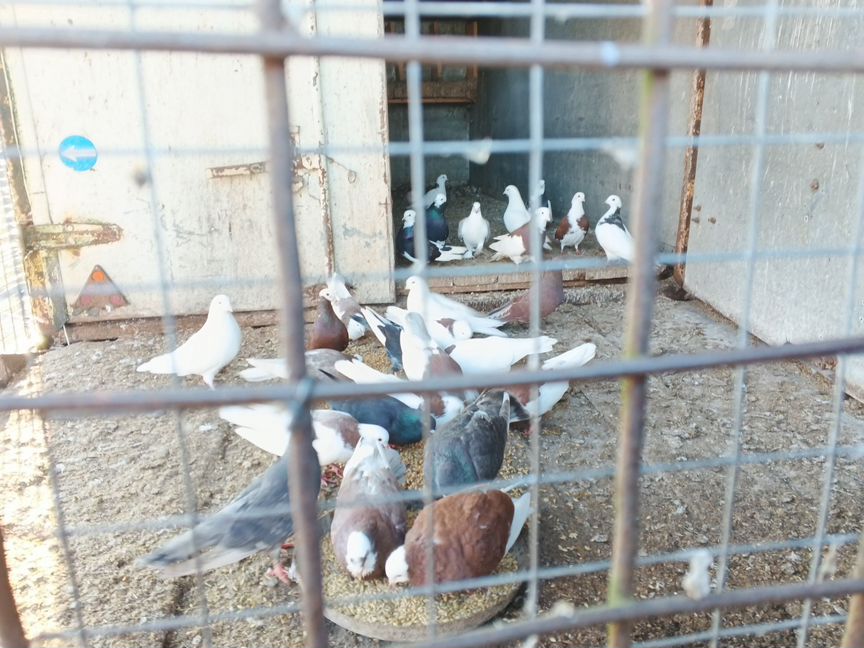 Продаю Питухов и Голубей