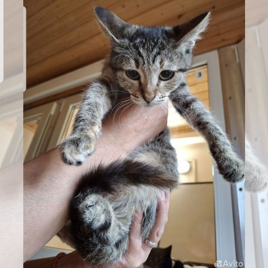 Прелестная малышка Милли ищет дом