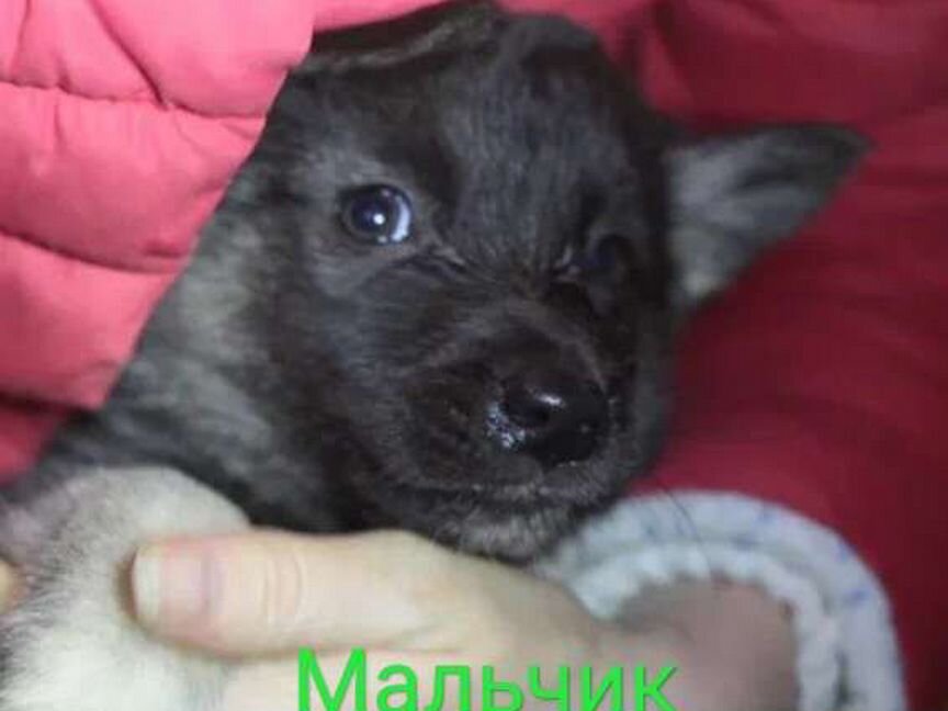 Замечательные щенята в добрые руки