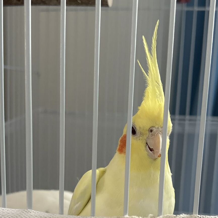 Попугай корелла