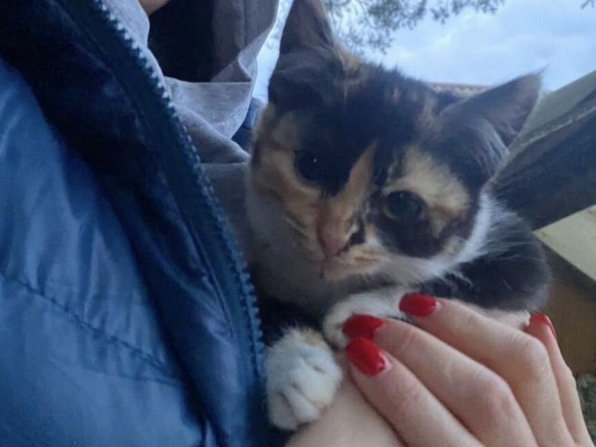 Кошка (2.5 месяца)