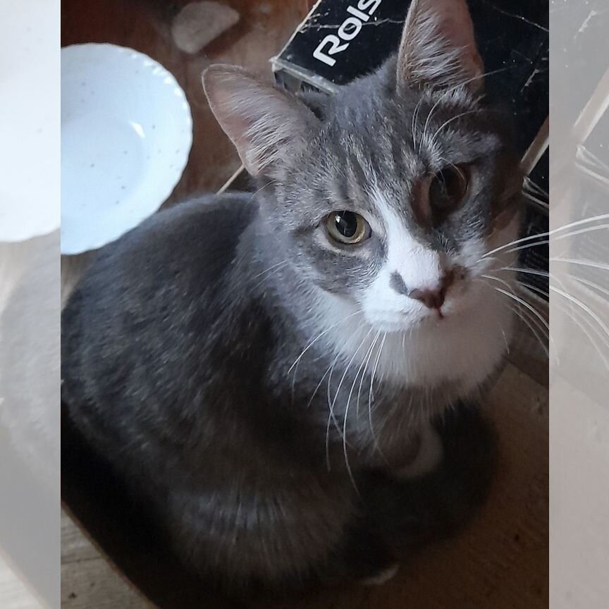 Котик в добрые руки