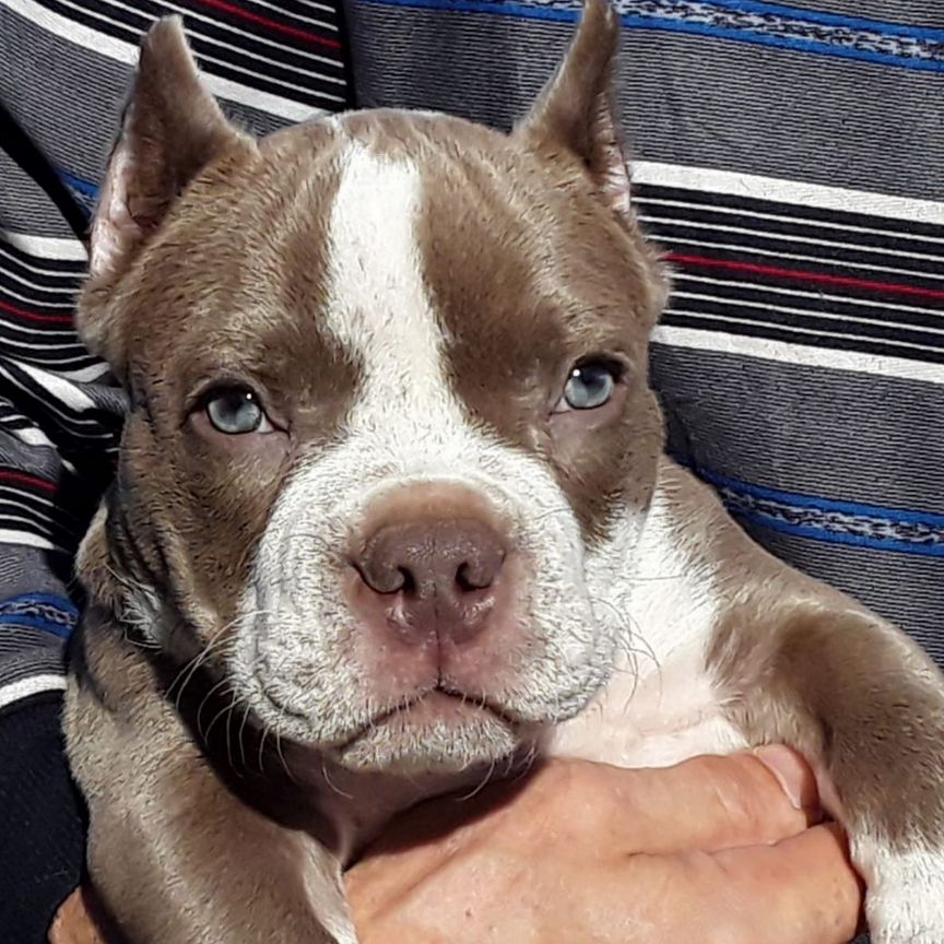 Американский булли парень