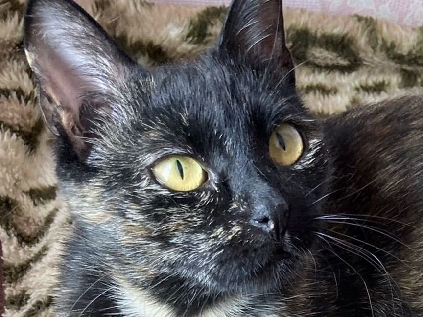 Шер очень нужен дом