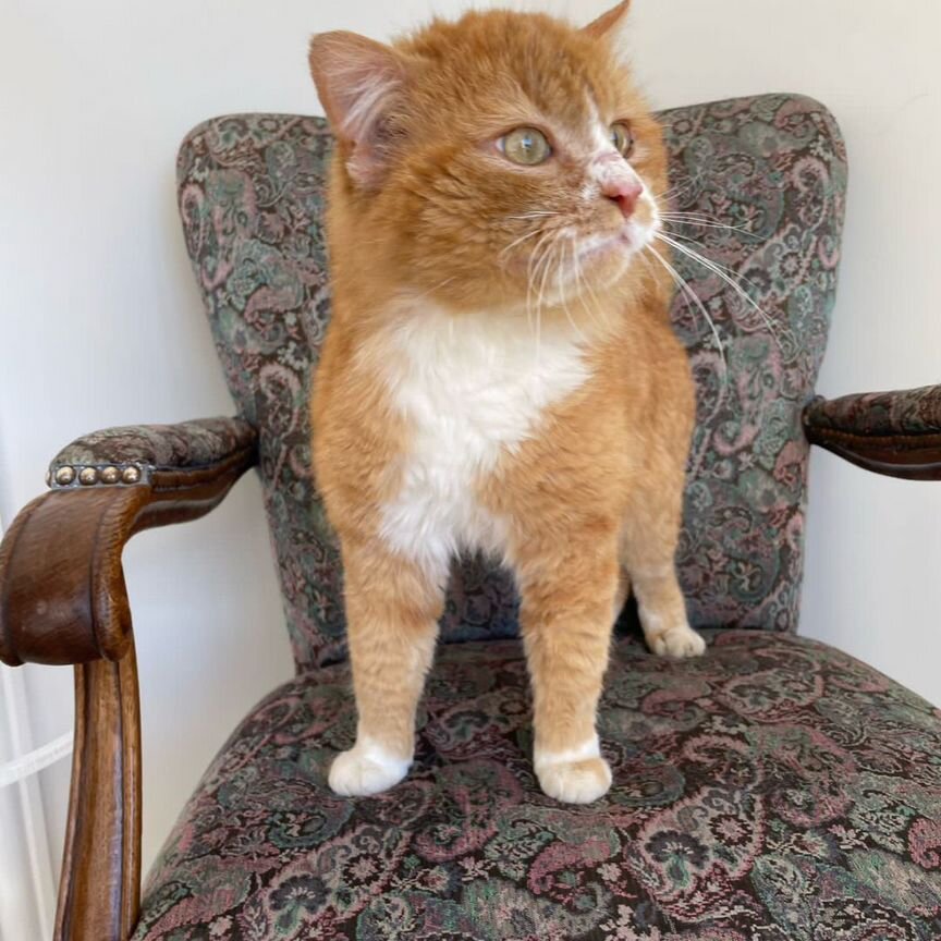 Котик