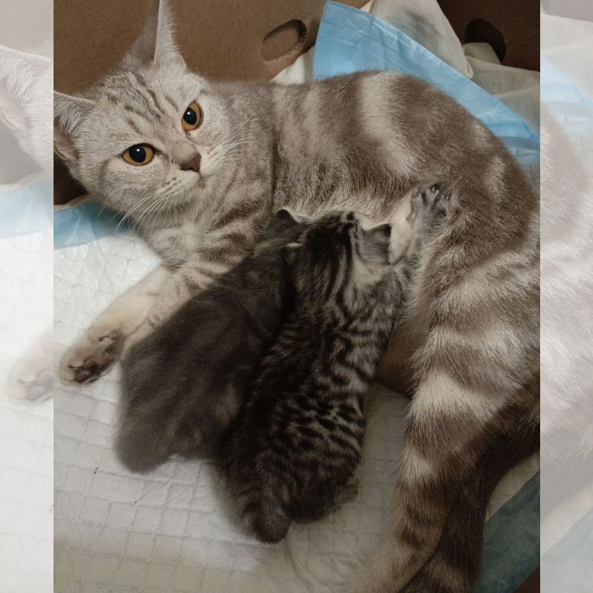 Шотландские котята