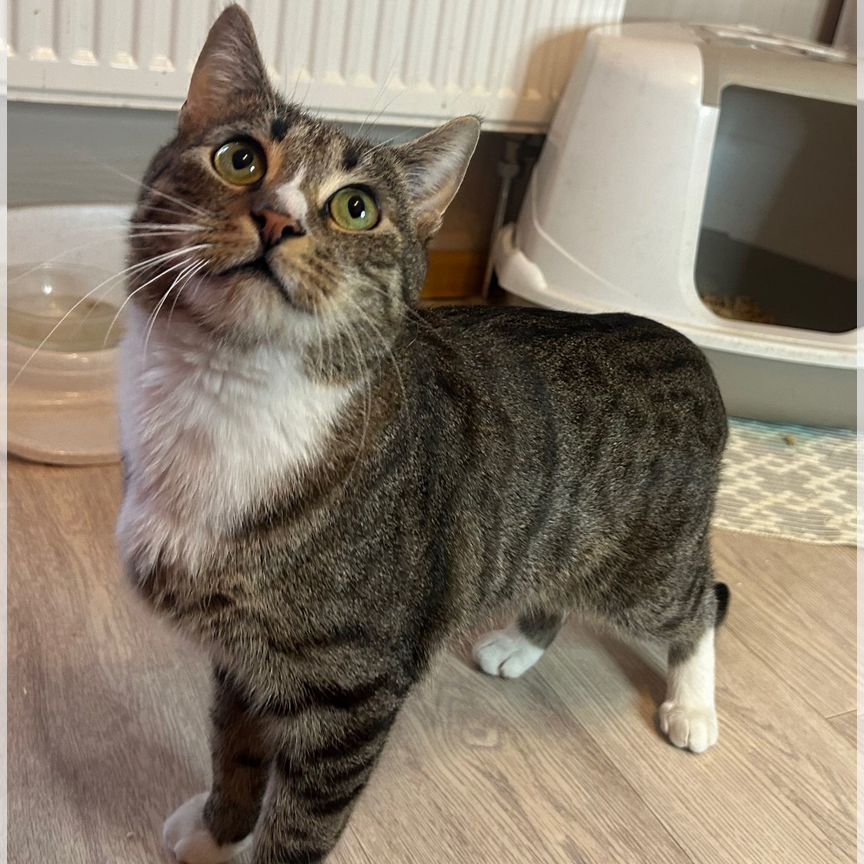 Европейский короткошёрстный, взрослый кот