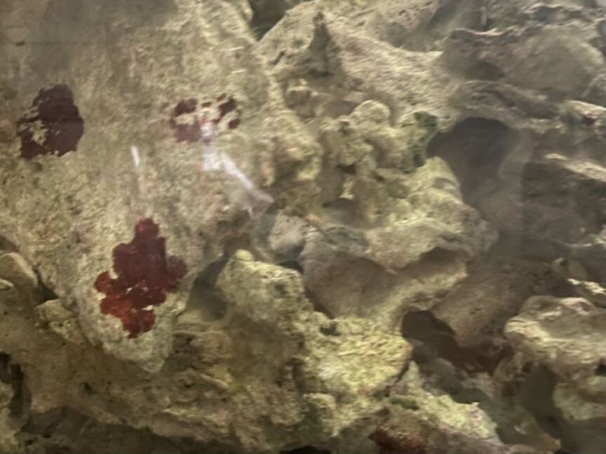 Аквариум морской с живыми камнями 80х50х90