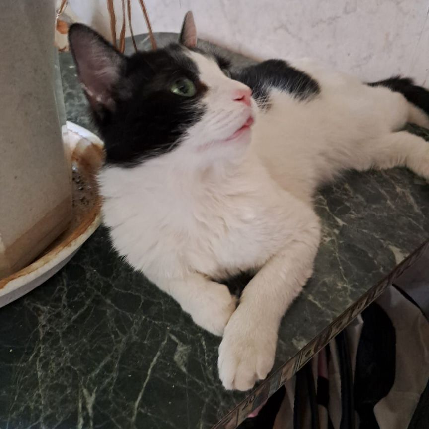 Отдам кота в добрые руки волгоград