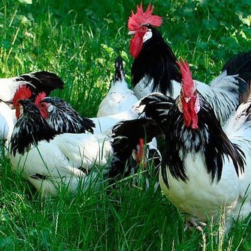 Яйцо кур лакенфельдеров