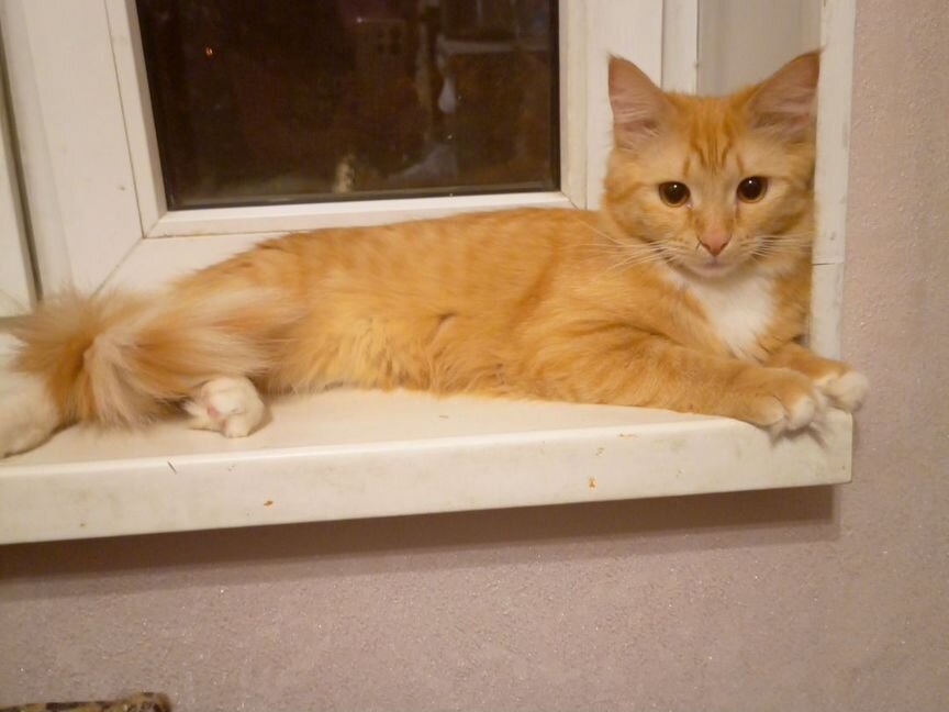 Молодой котик