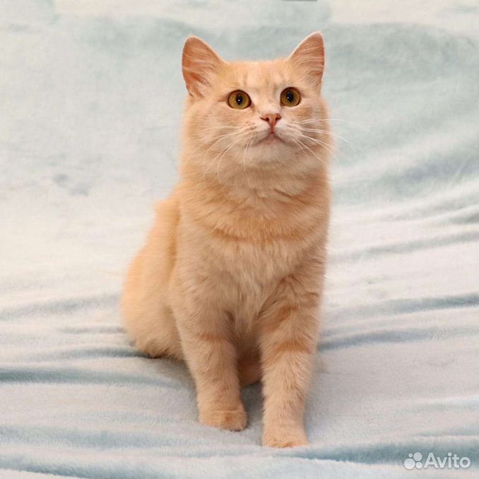 Котёнок, рыжая малышка Злата ищет семью